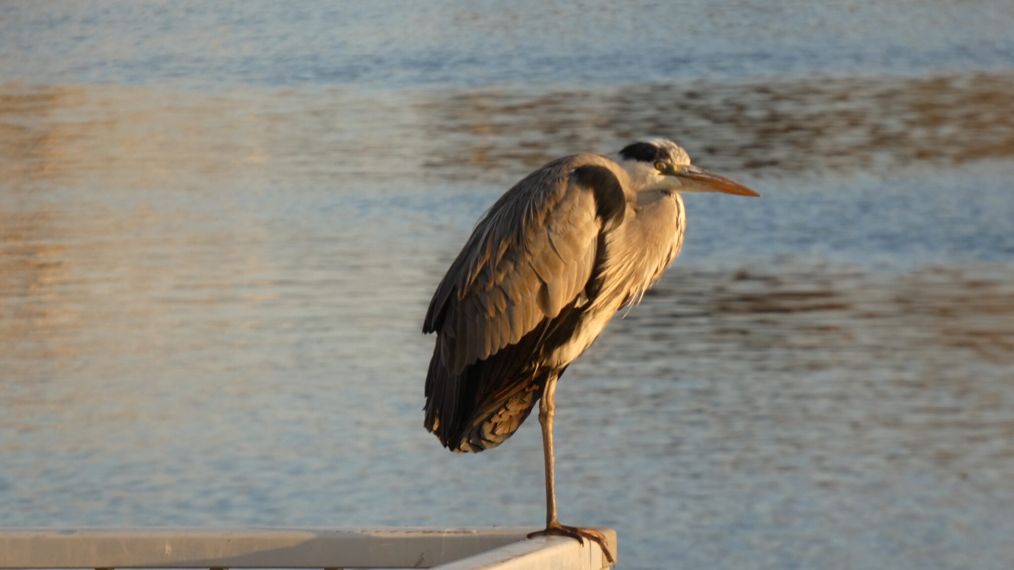 What Does "Reformed" Truly Mean? | Returning to the Blueprint